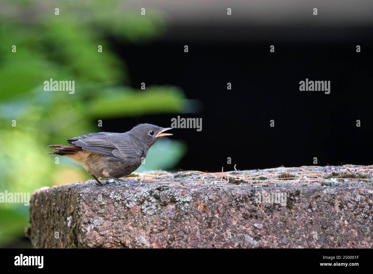 Gartenrotschwanz Phoenicurus phoenicurus . Junger Gartenrotschwanz ...