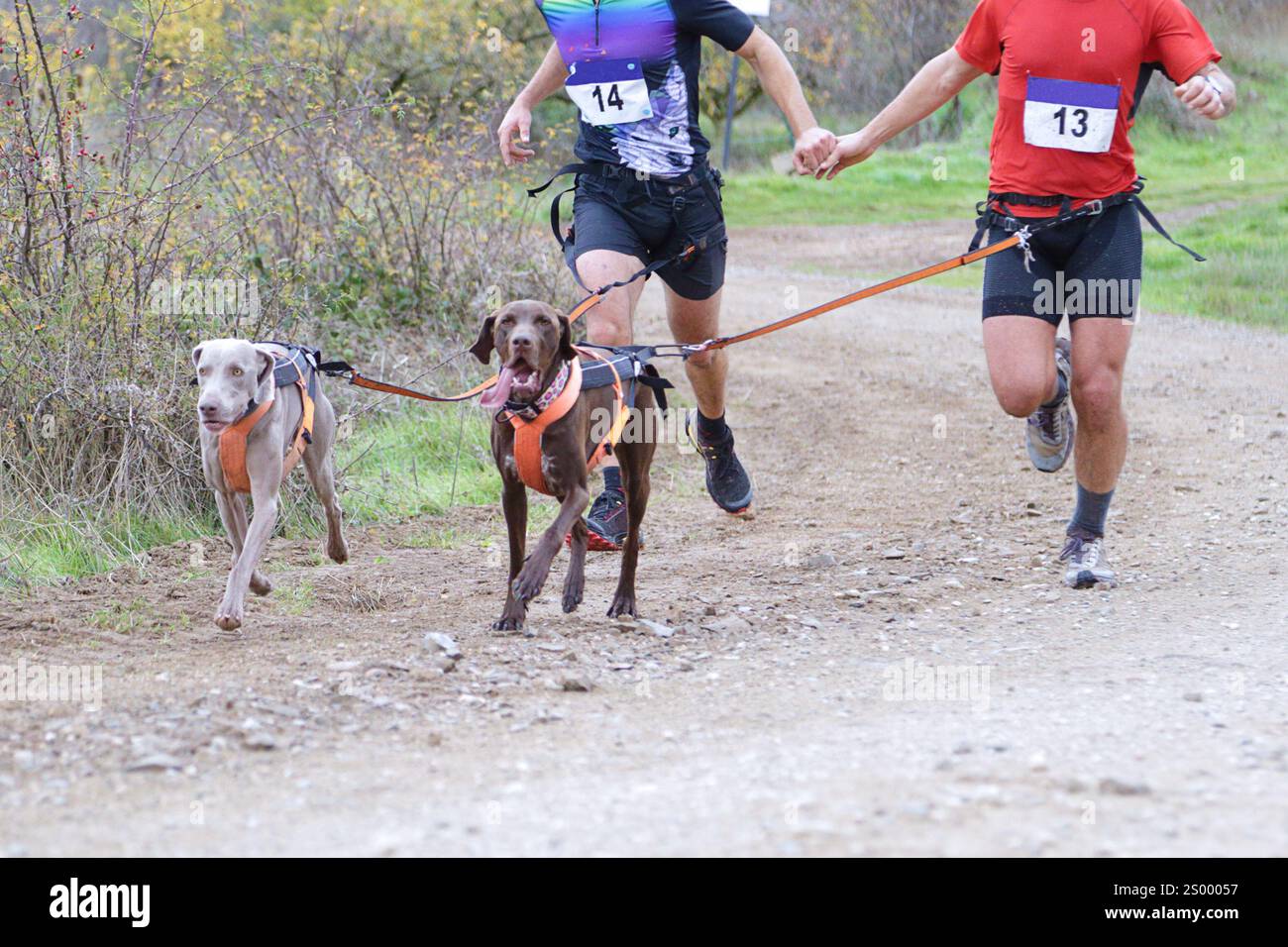 Canicross symbol hi-res stock photography and images - Alamy