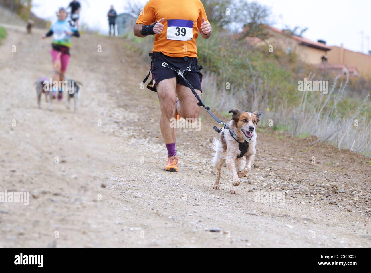 Several athletes and their dogs taking part in a popular canicross race ...
