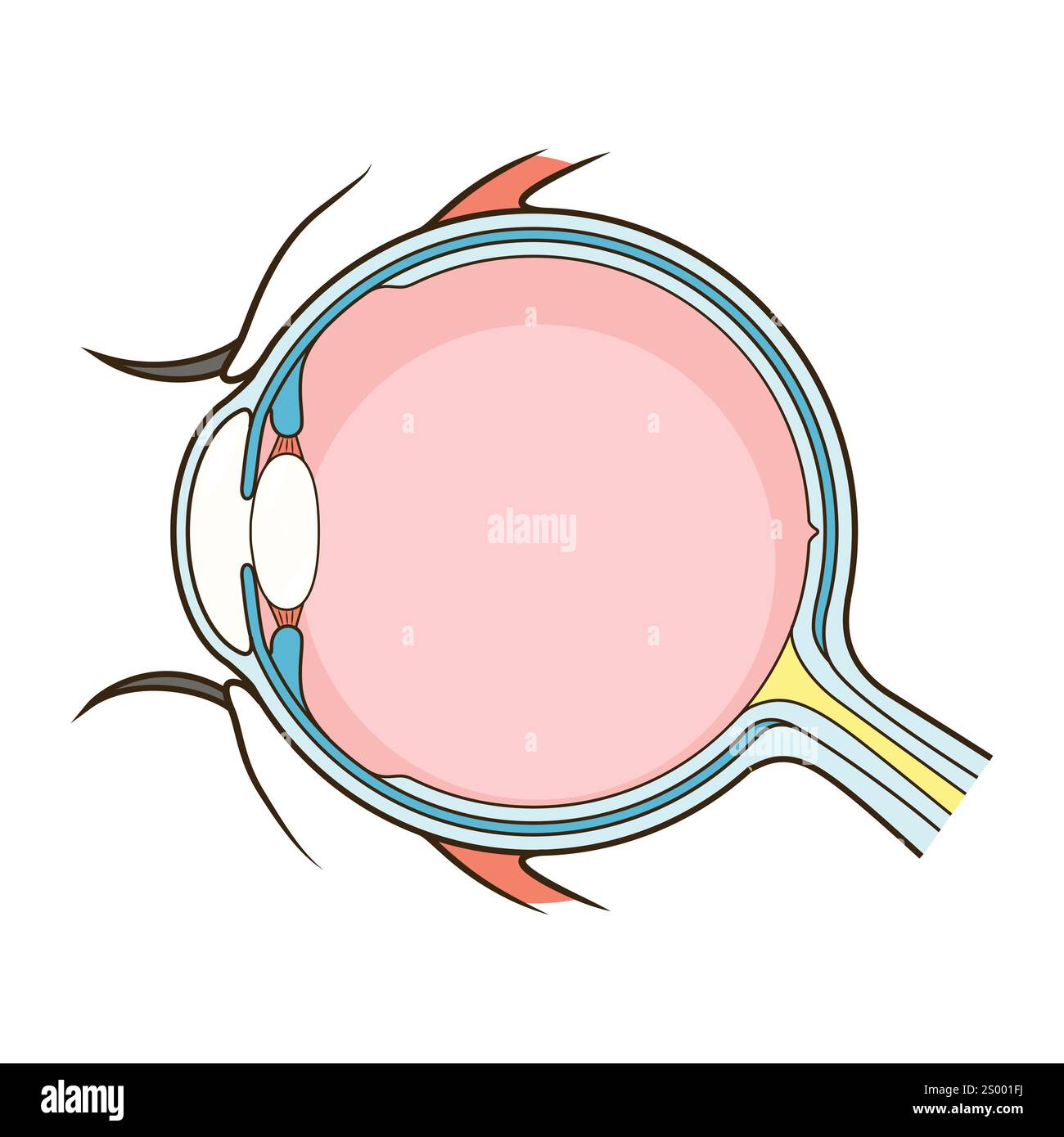 Human eye structure diagram Stock Vector Images - Alamy