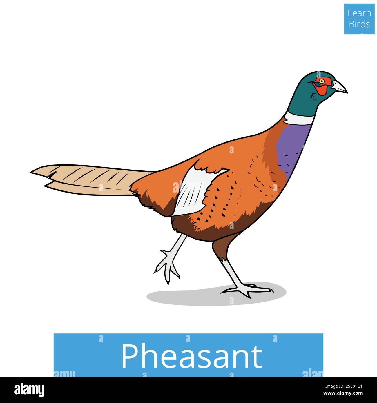 Pheasant learn birds educational game vector Stock Vector Image & Art ...