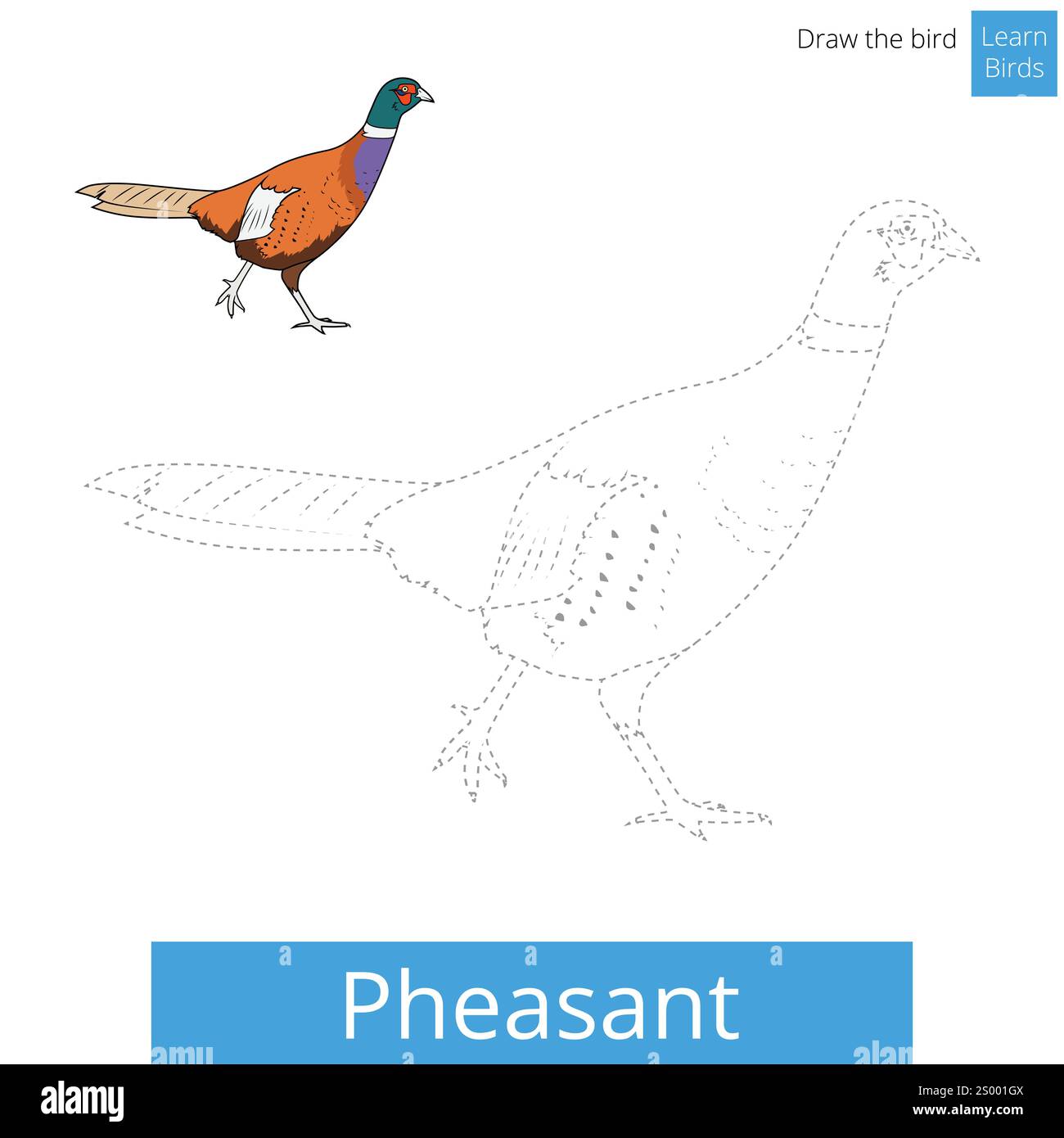 Pheasant color Stock Vector Images - Alamy