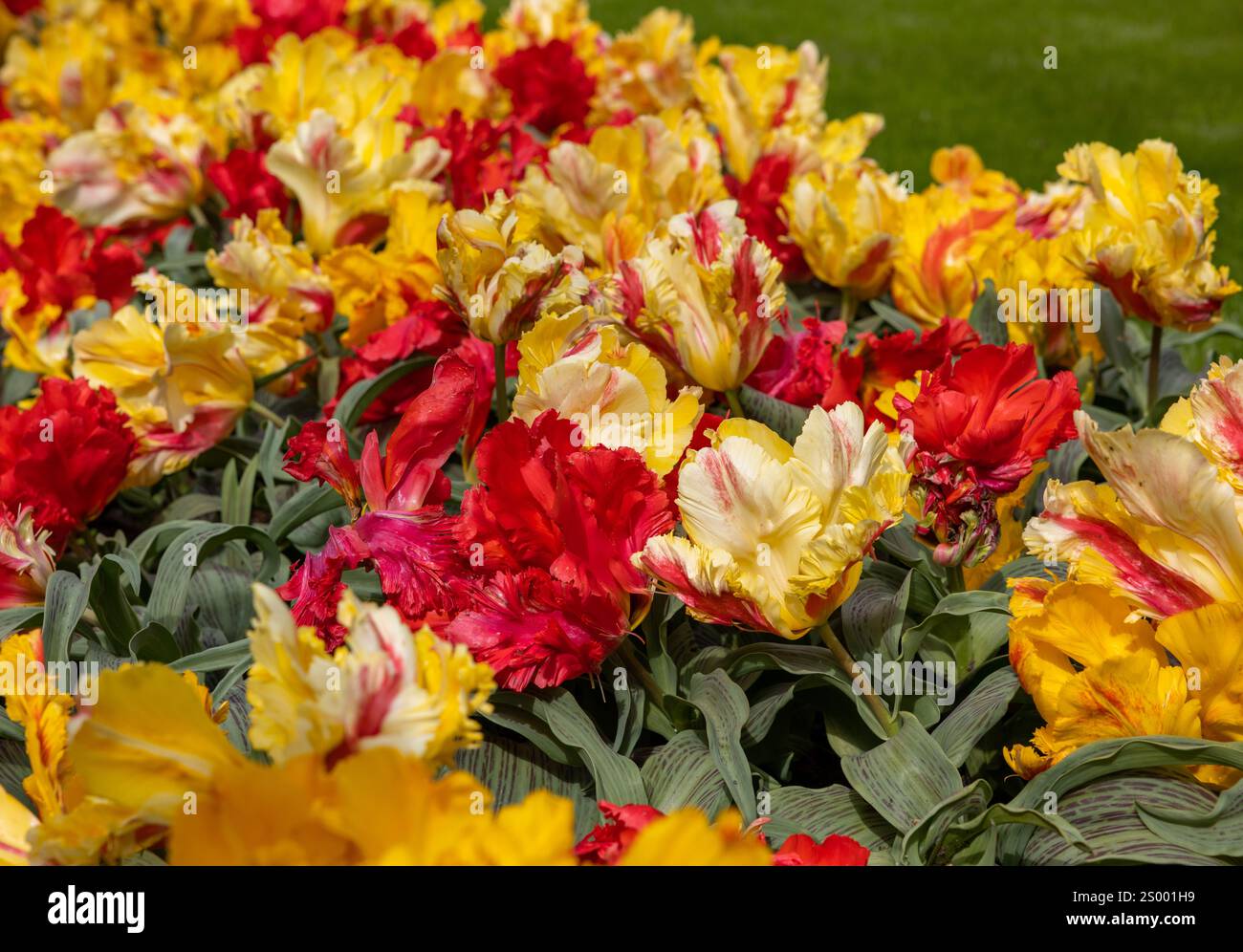 Yellow And Red Tulip Called Zampa Parrot Parrot Group Tulips Are