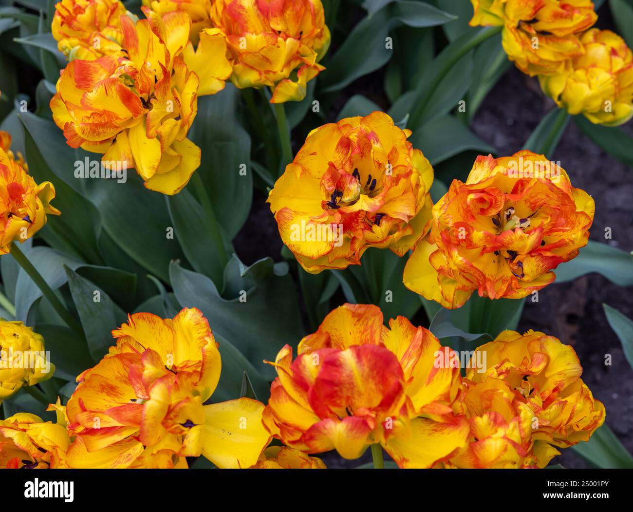 Yellow-orange tulip called 20-TV-07-29 Double Early group. Tulips are ...