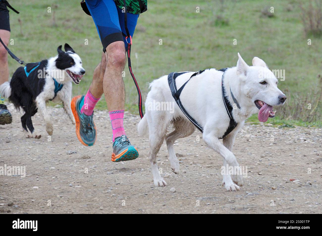 Two athletes and their dogs taking part in a popular canicross race ...