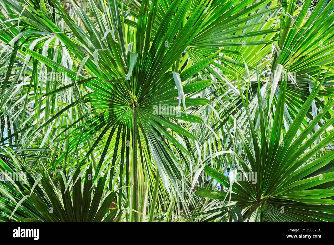 Cabbage Tree Palm leaves closeup, showing the distinctive splits and ...