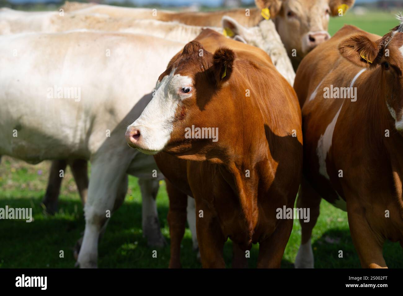 Dairy cows. Cattle in grass field. Cow in grassy pasture. Cattle cow grazing on farmland Stock ...