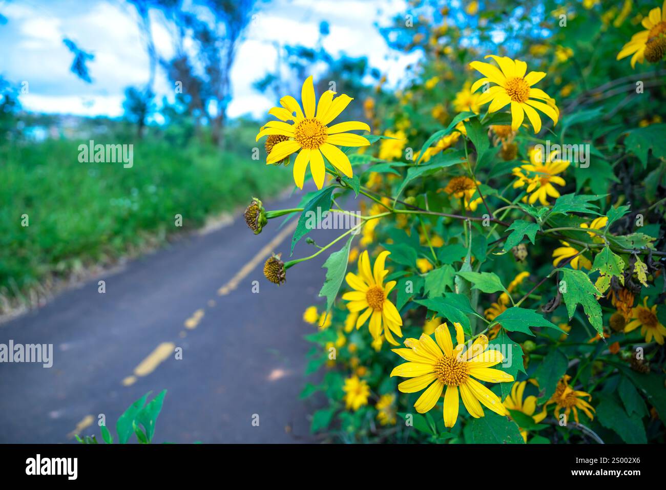 Blooming Tree marigold, Mexican sunflower, Japanese sunflower or wild ...