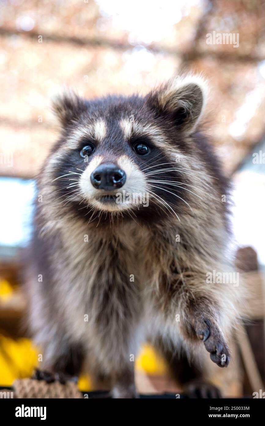 Common raccoon in a zoo, Raccoon are a native North American mammal ...