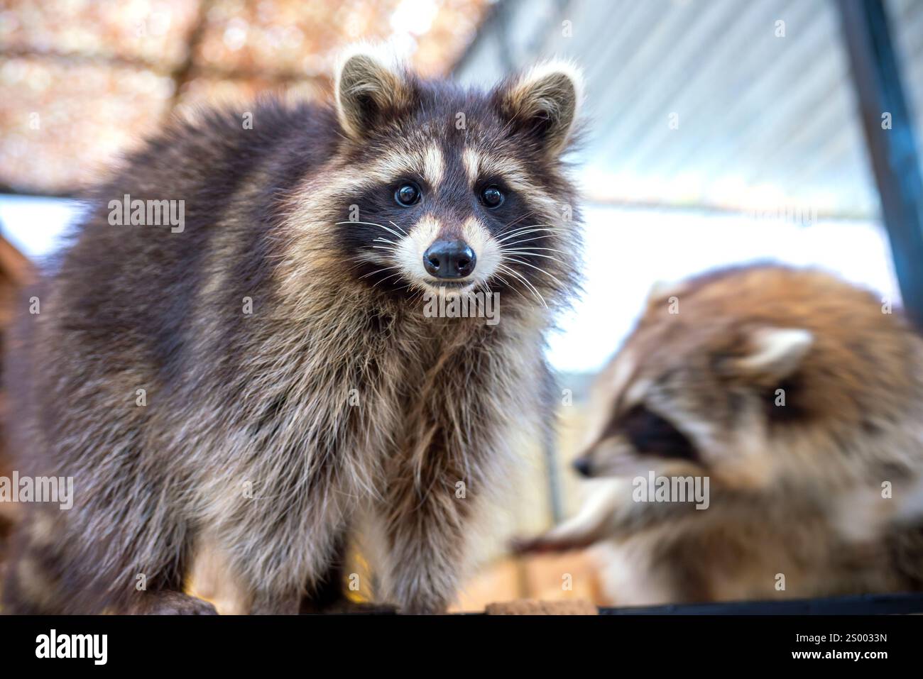 Common raccoon in a zoo, Raccoon are a native North American mammal ...