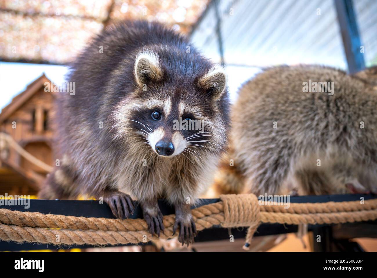 Common raccoon in a zoo, Raccoon are a native North American mammal ...