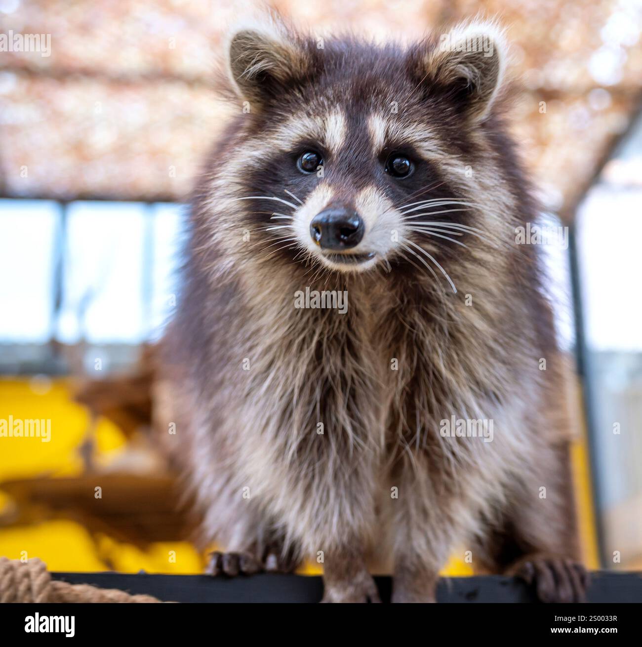 Common raccoon in a zoo, Raccoon are a native North American mammal ...