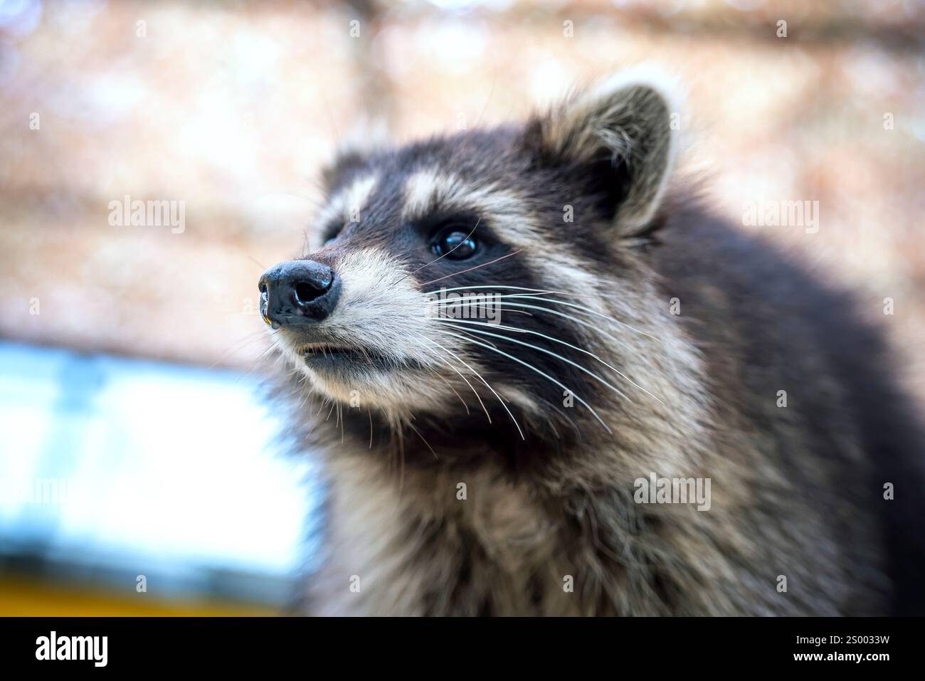 Common raccoon in a zoo, Raccoon are a native North American mammal ...