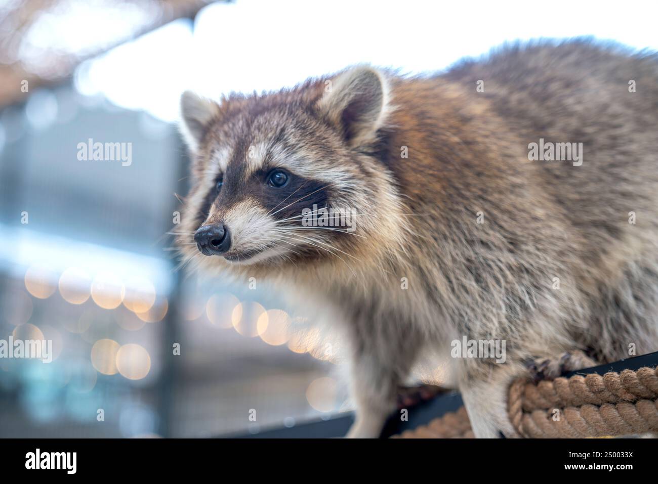 Common raccoon in a zoo, Raccoon are a native North American mammal ...