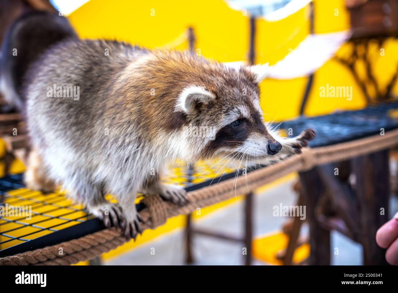 Common raccoon in a zoo, Raccoon are a native North American mammal ...