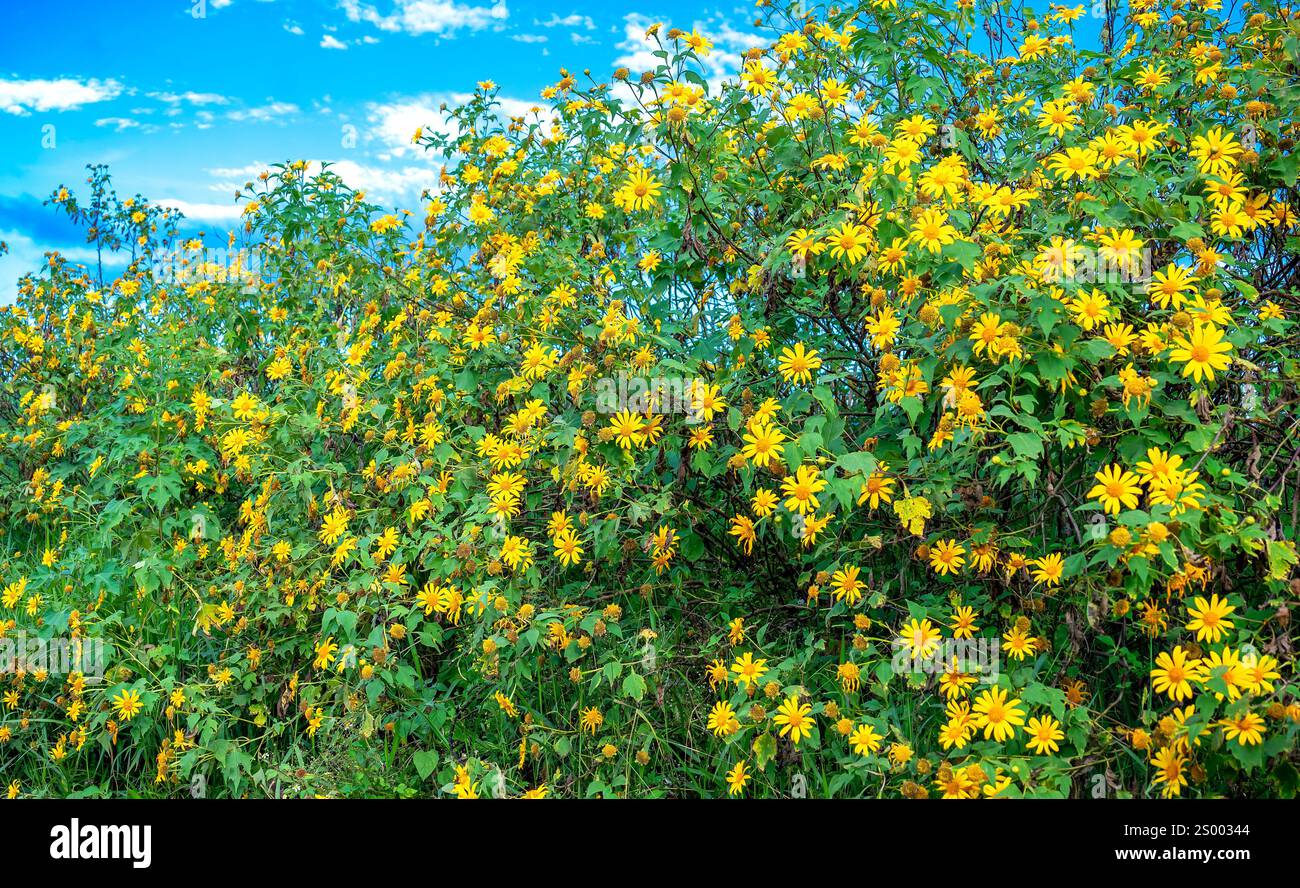Blooming Tree marigold, Mexican sunflower, Japanese sunflower or wild ...