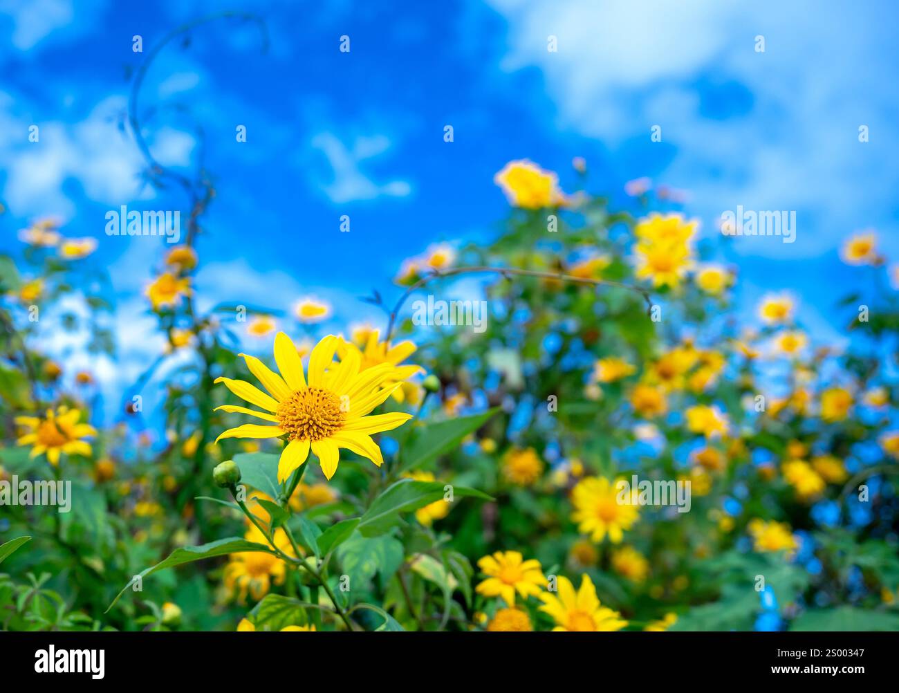 Blooming Tree marigold, Mexican sunflower, Japanese sunflower or wild ...