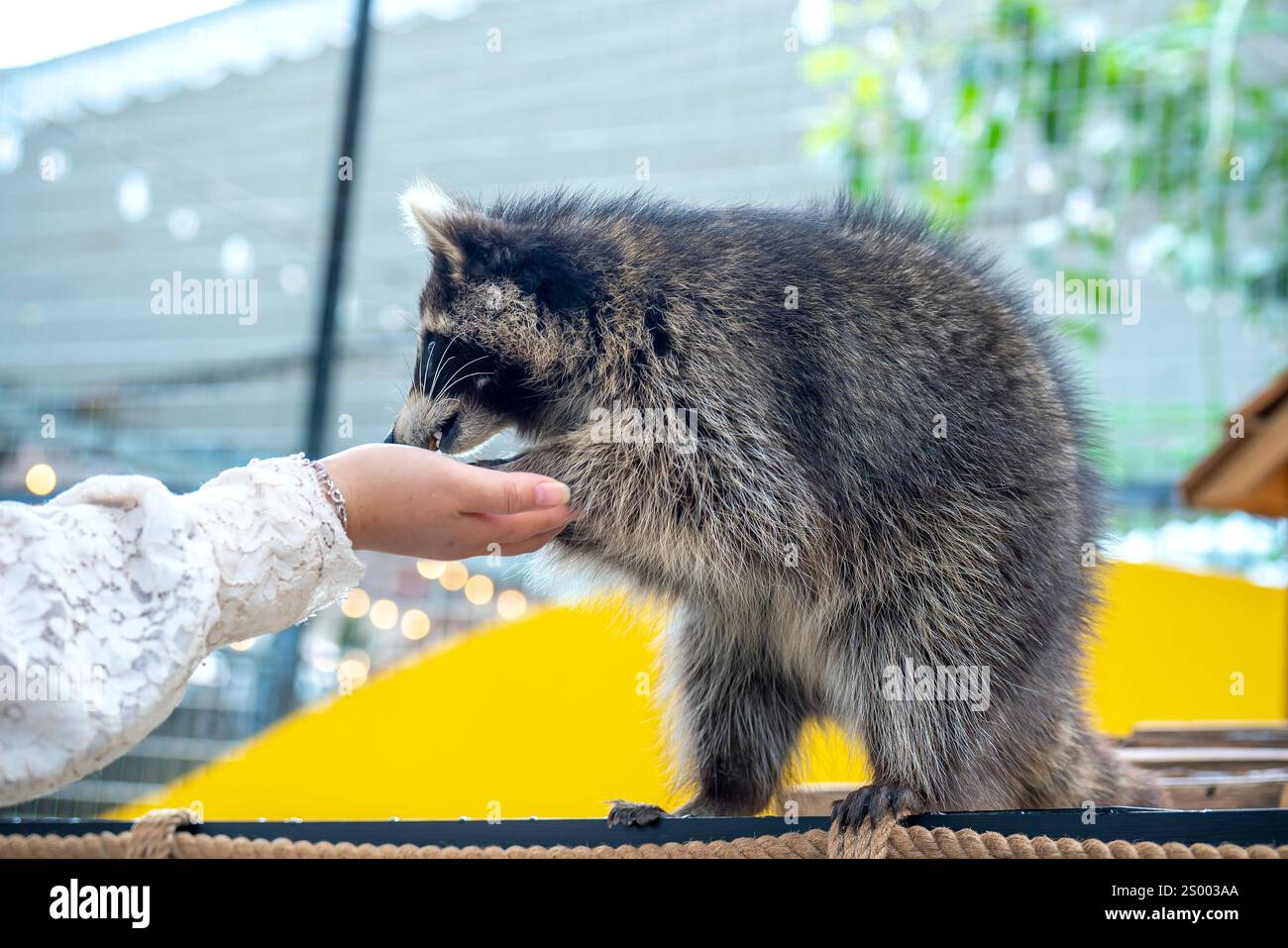 Common raccoons are cared for, petted, and fed by human hands in zoos ...