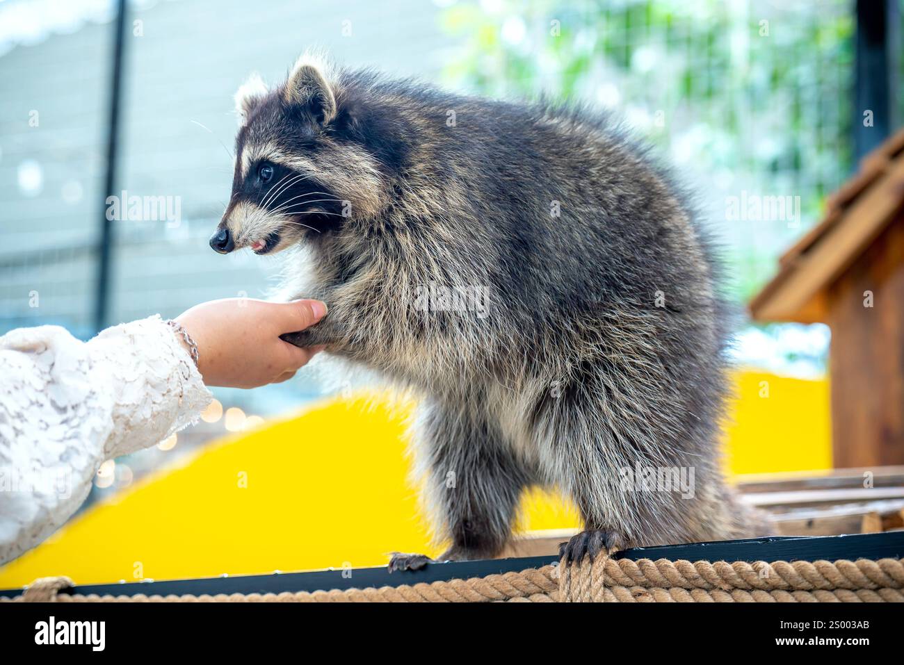 Common raccoons are cared for, petted, and fed by human hands in zoos ...