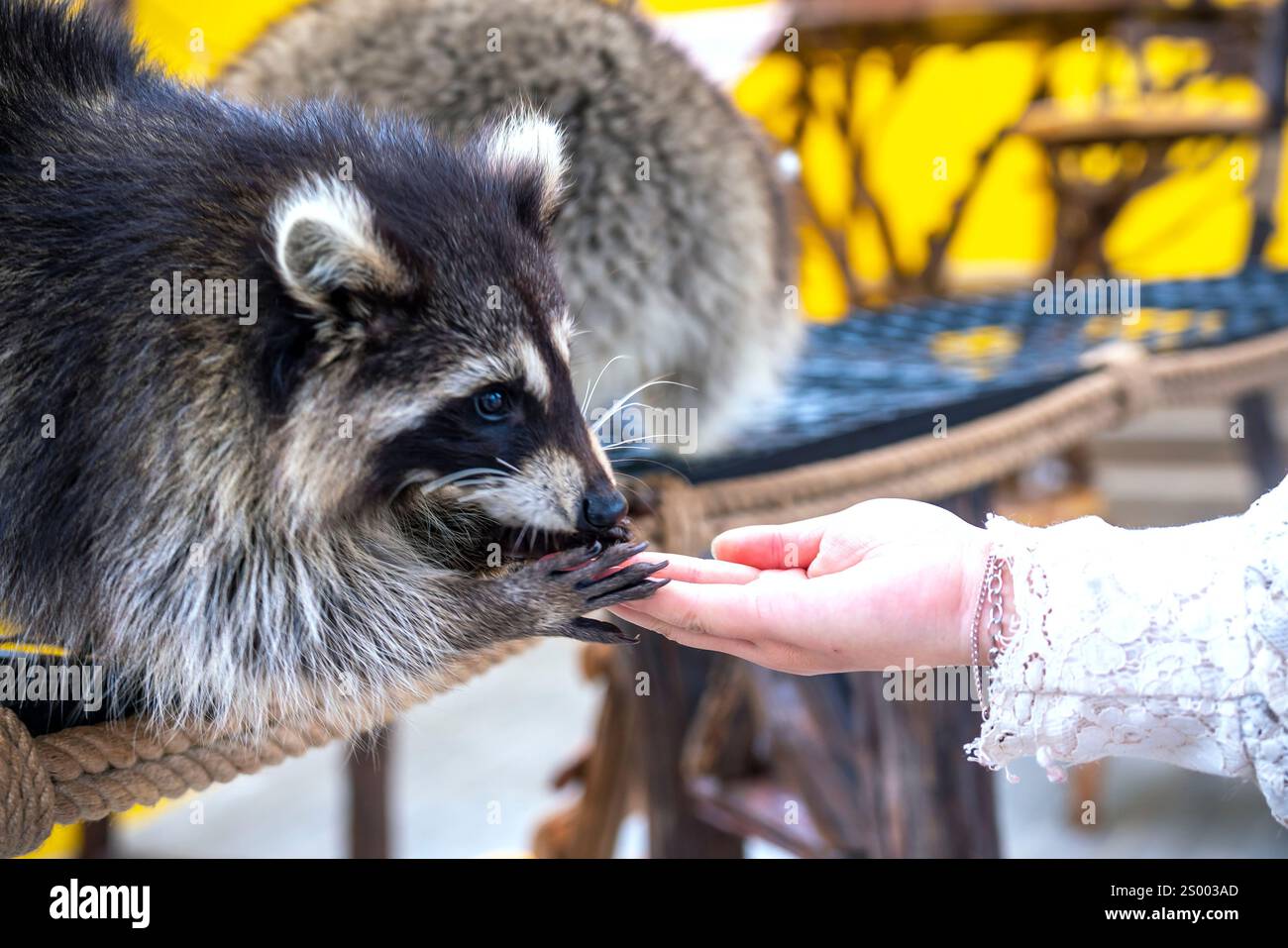 Common raccoons are cared for, petted, and fed by human hands in zoos ...