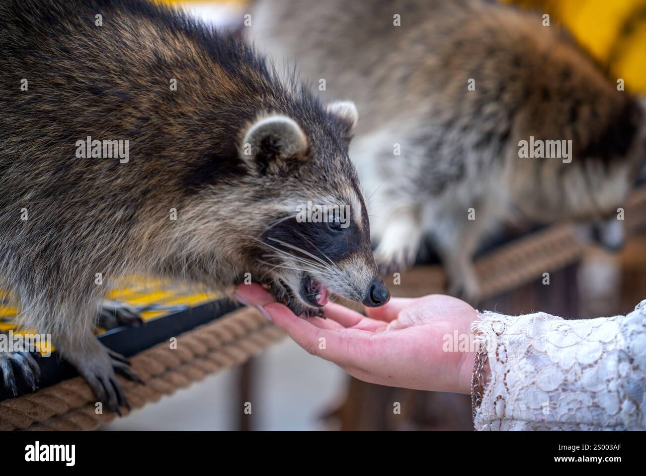 Common raccoons are cared for, petted, and fed by human hands in zoos ...