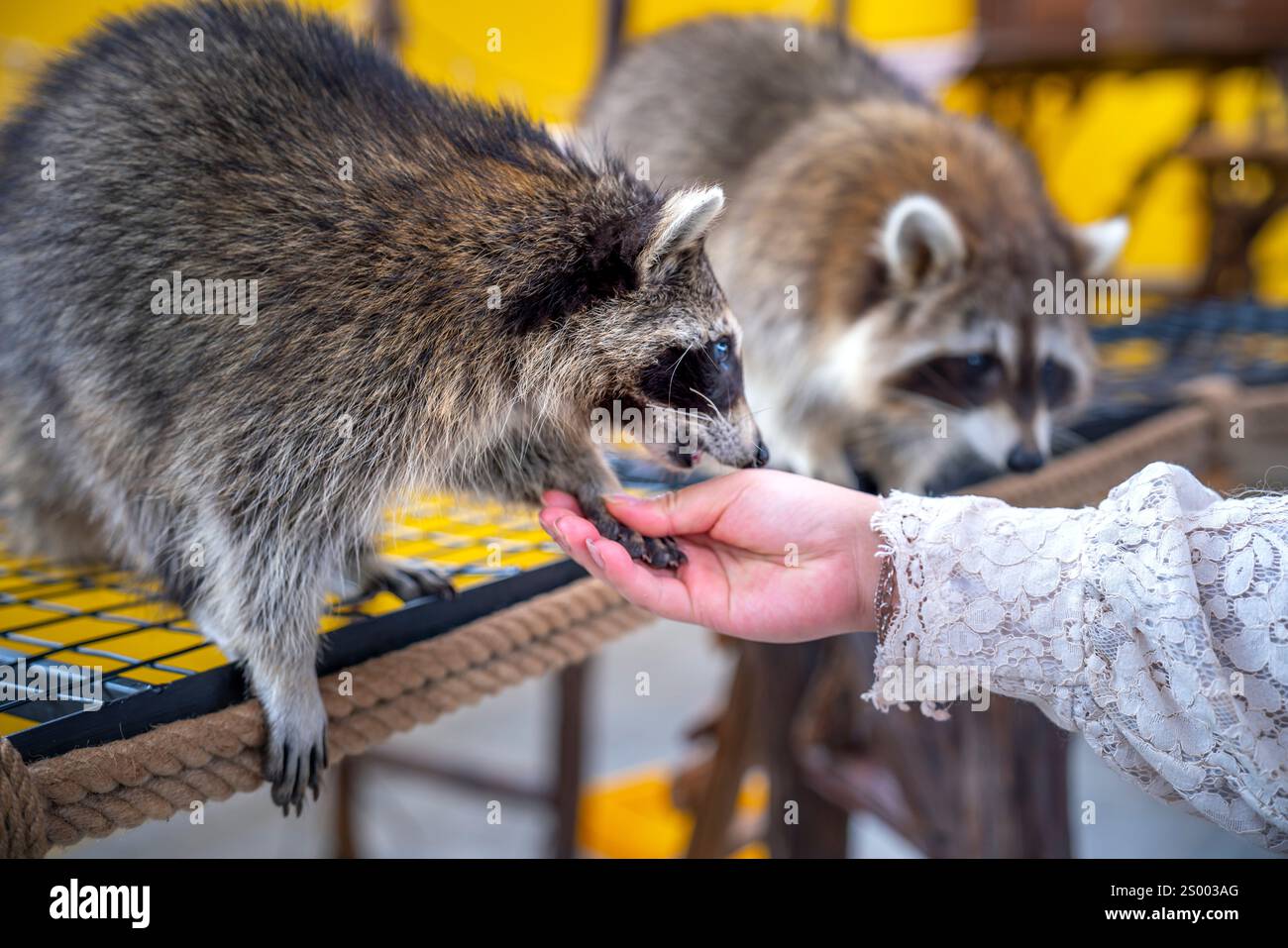 Common raccoons are cared for, petted, and fed by human hands in zoos ...