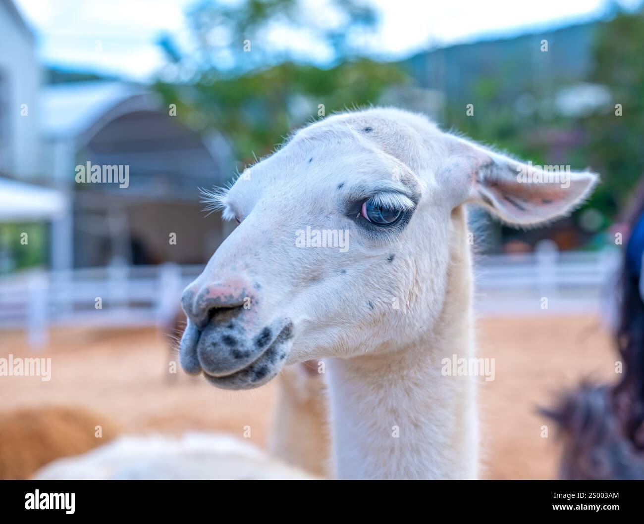 Alpaca on the farm. Alpacas have been bred for their fiber, which is ...