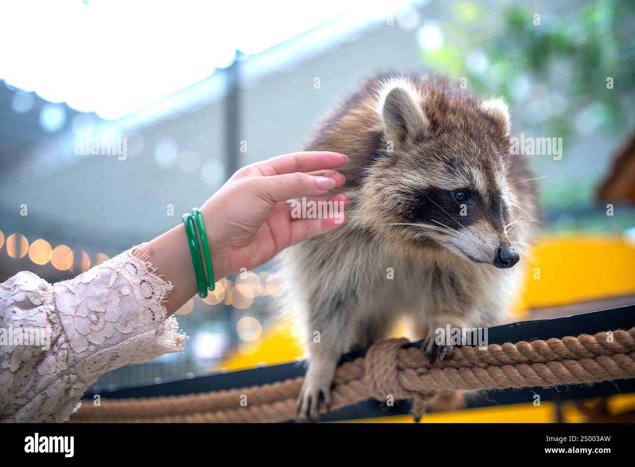 Common raccoons are cared for, petted, and fed by human hands in zoos ...