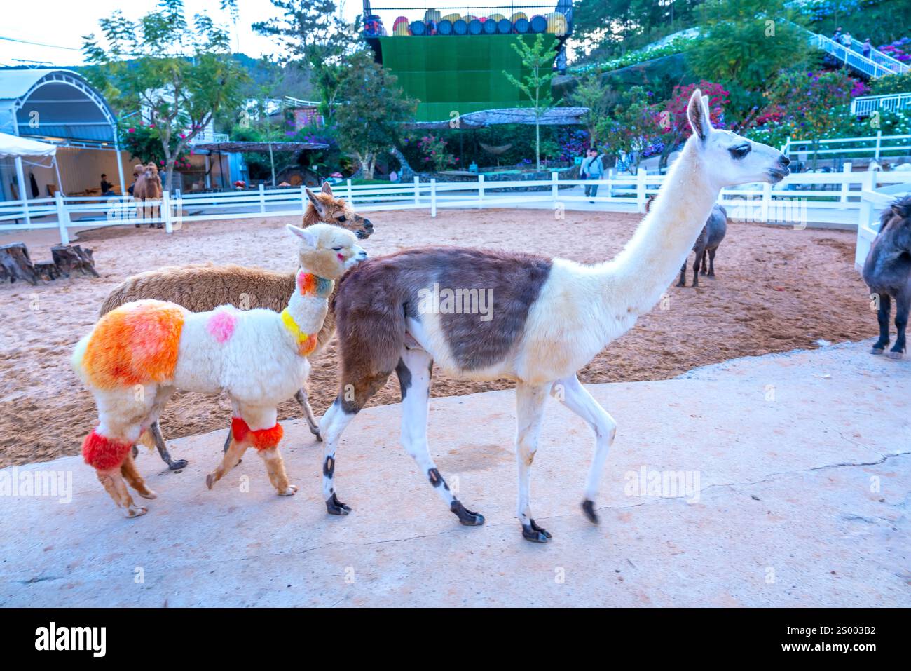 Alpaca on the farm. Alpacas have been bred for their fiber, which is ...