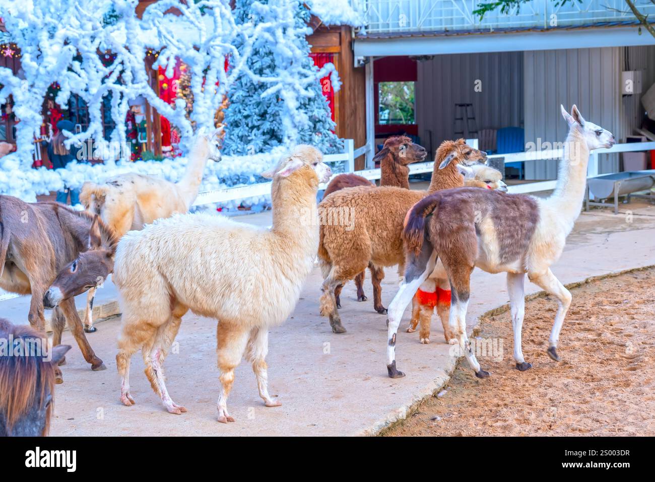 Alpaca on the farm. Alpacas have been bred for their fiber, which is ...