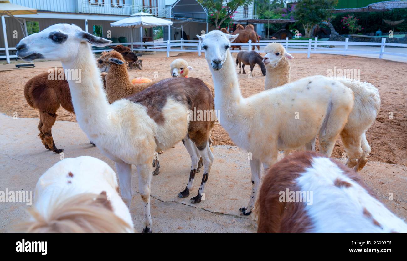 Alpaca on the farm. Alpacas have been bred for their fiber, which is ...