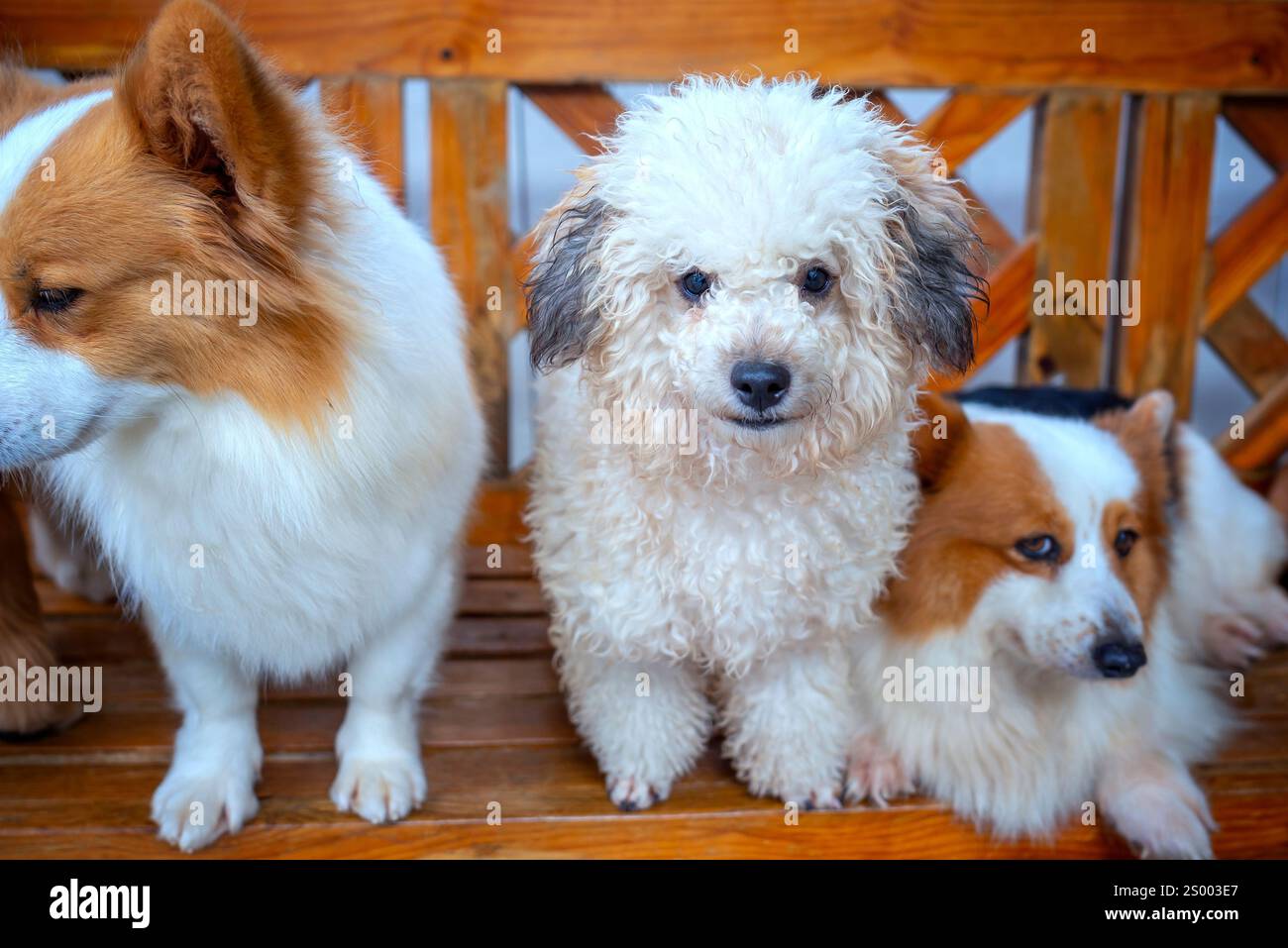 Cute Poodle with impressive fur in the domesticated house. They are ...