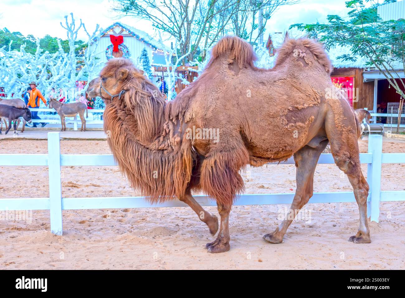 The two-humped camel or bactrian camel in the zoo near Da Lat, Vietnam ...