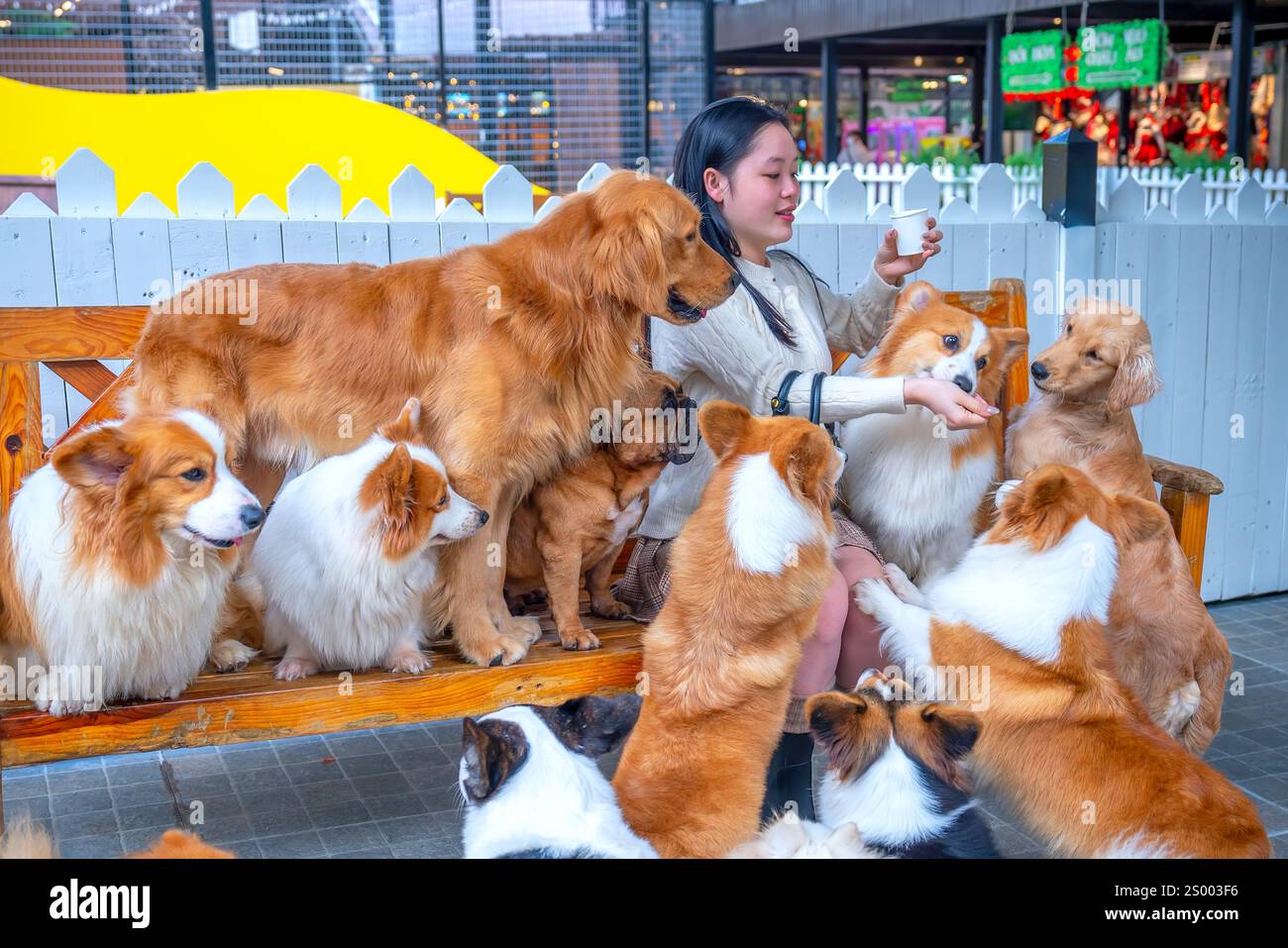 Tourists is cuddling Cute Corgi in the dog farm expressing animal love ...