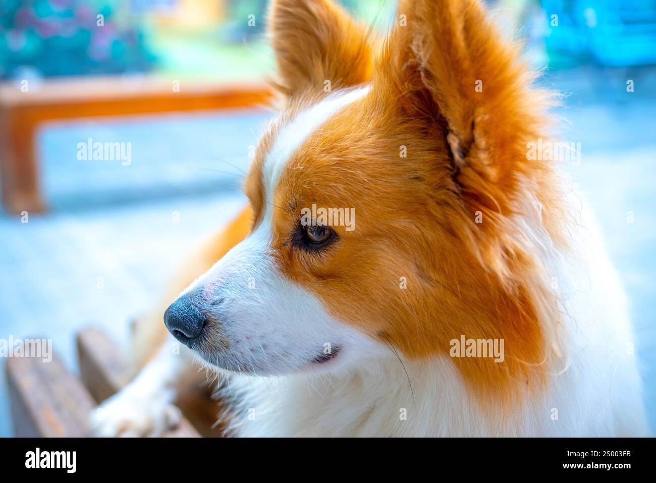 Cute Corgi with impressive fur in the domesticated house. They are very ...