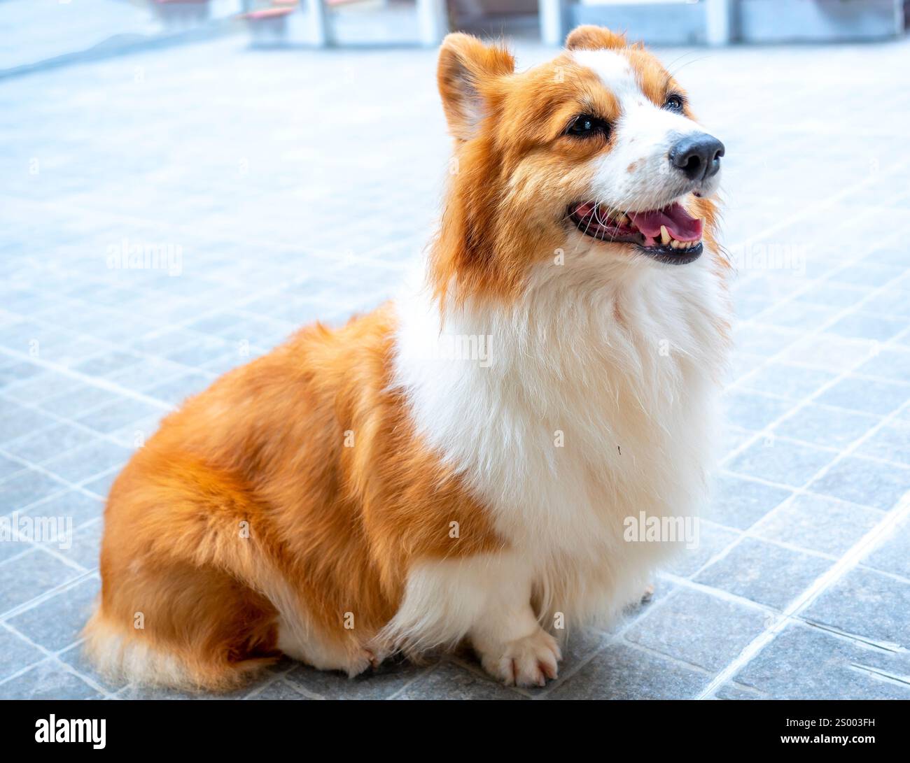 Cute Corgi with impressive fur in the domesticated house. They are very ...