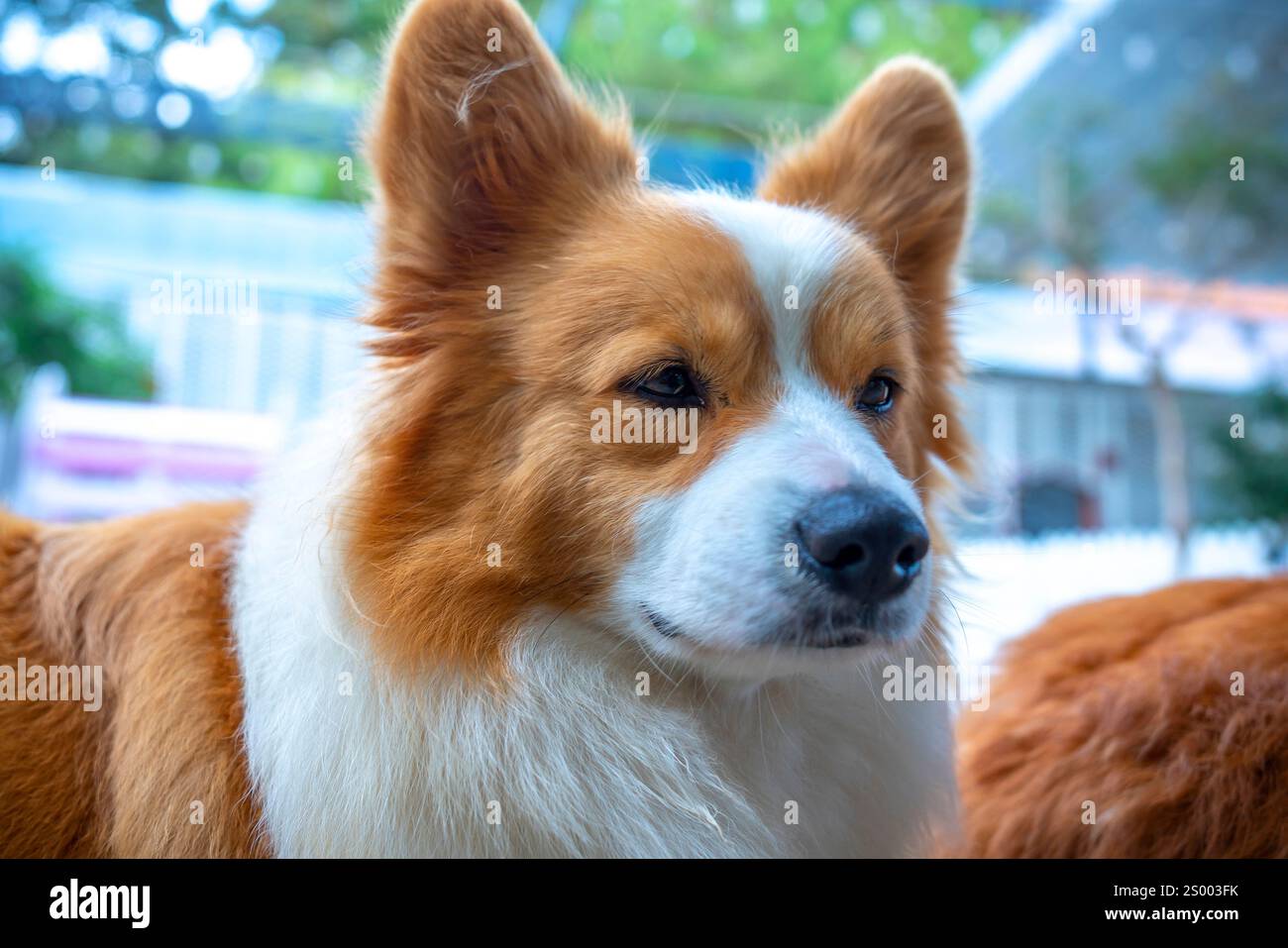 Cute Corgi with impressive fur in the domesticated house. They are very ...