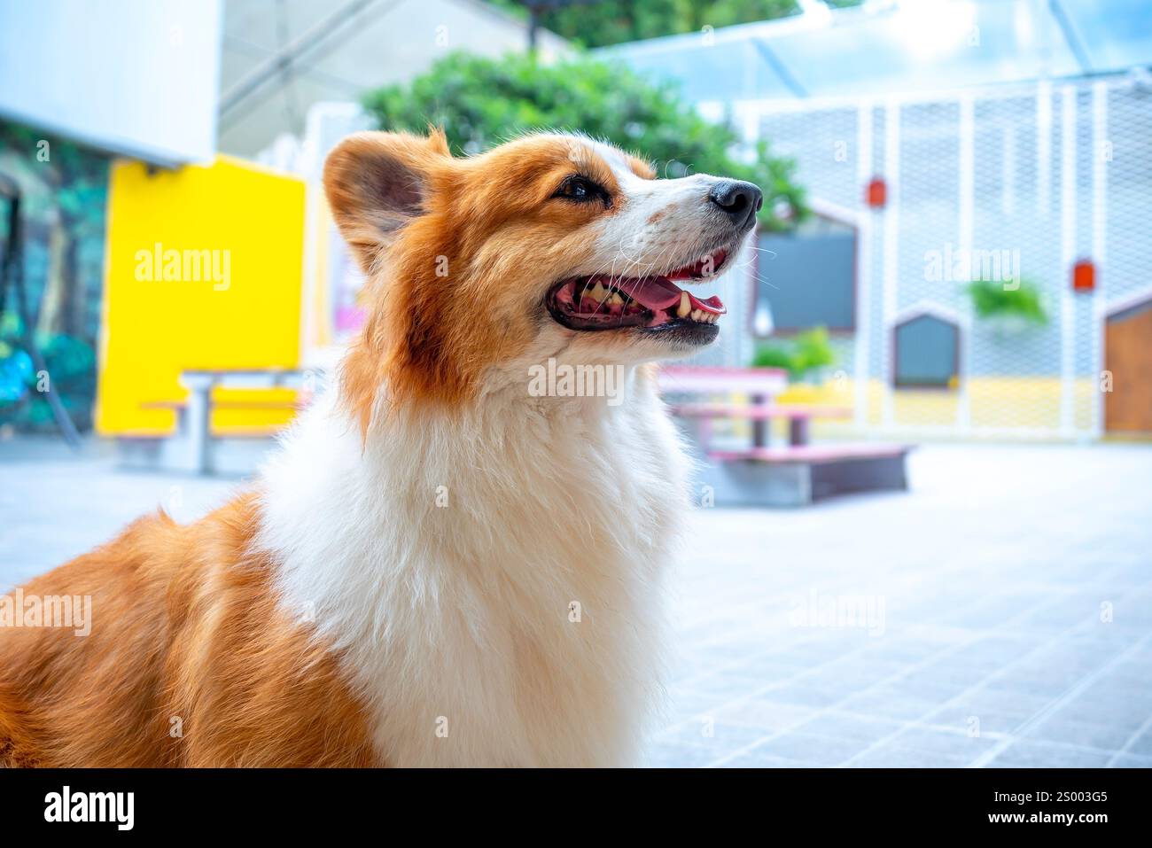 Cute Corgi with impressive fur in the domesticated house. They are very ...