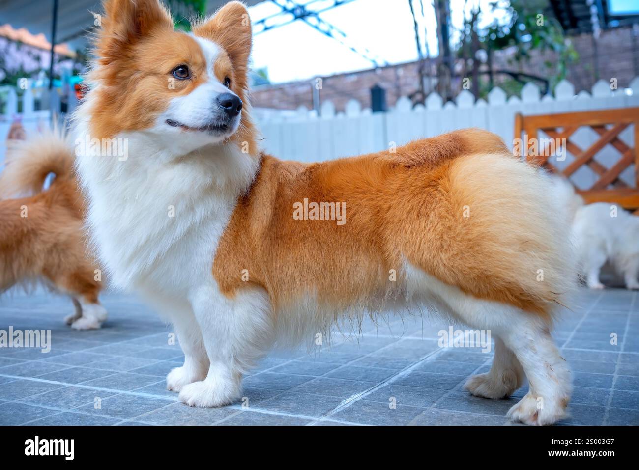 Cute Corgi with impressive fur in the domesticated house. They are very ...