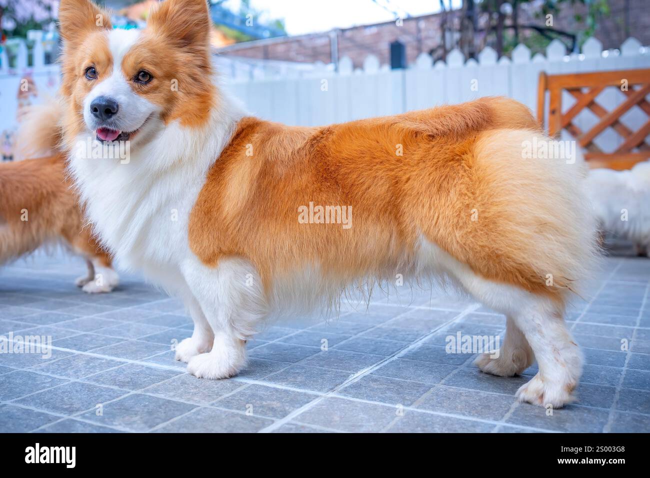 Cute Corgi with impressive fur in the domesticated house. They are very ...