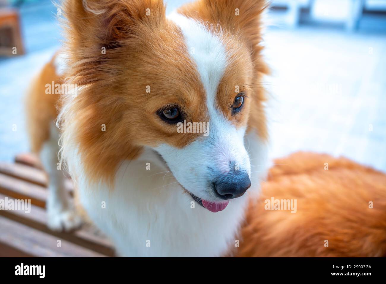 Cute Corgi with impressive fur in the domesticated house. They are very ...