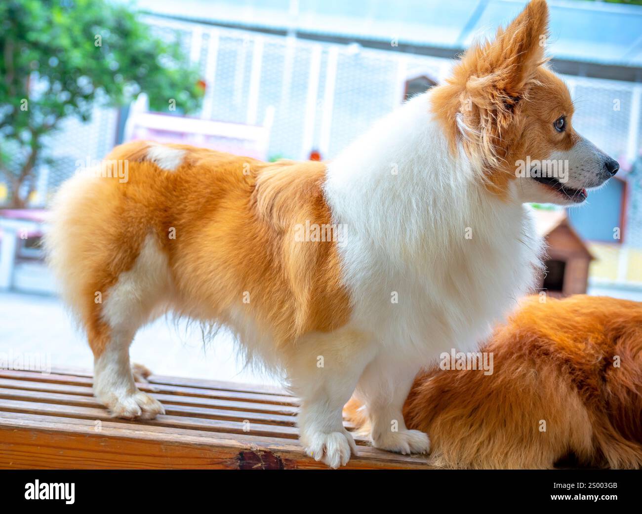 Cute Corgi with impressive fur in the domesticated house. They are very ...