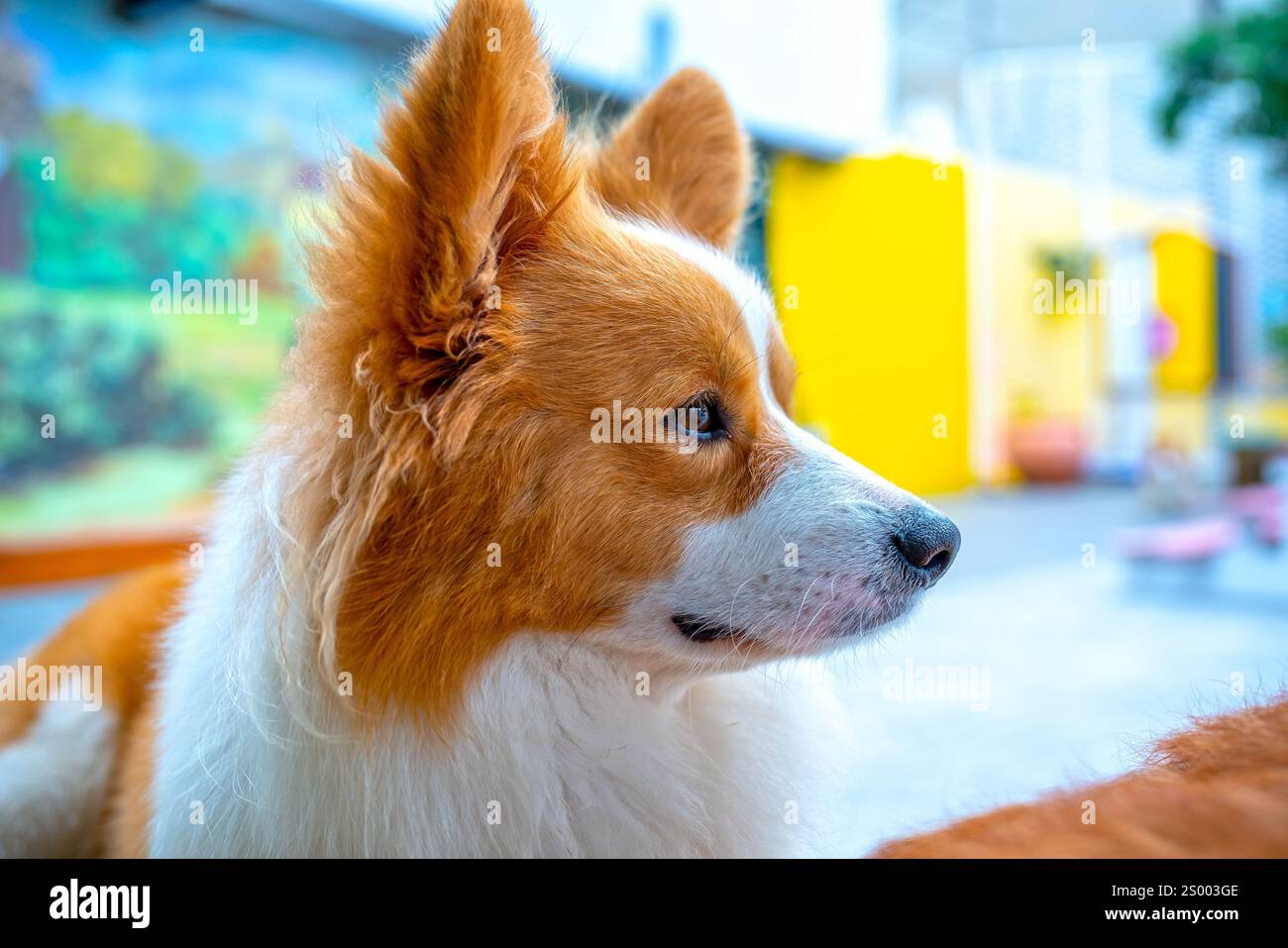 Cute Corgi with impressive fur in the domesticated house. They are very ...