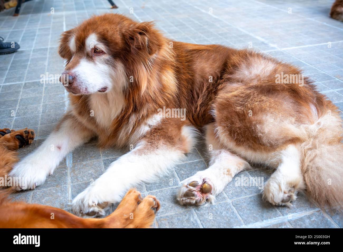 Alaska Malamute dog portrait in domesticated pet. They are very ...