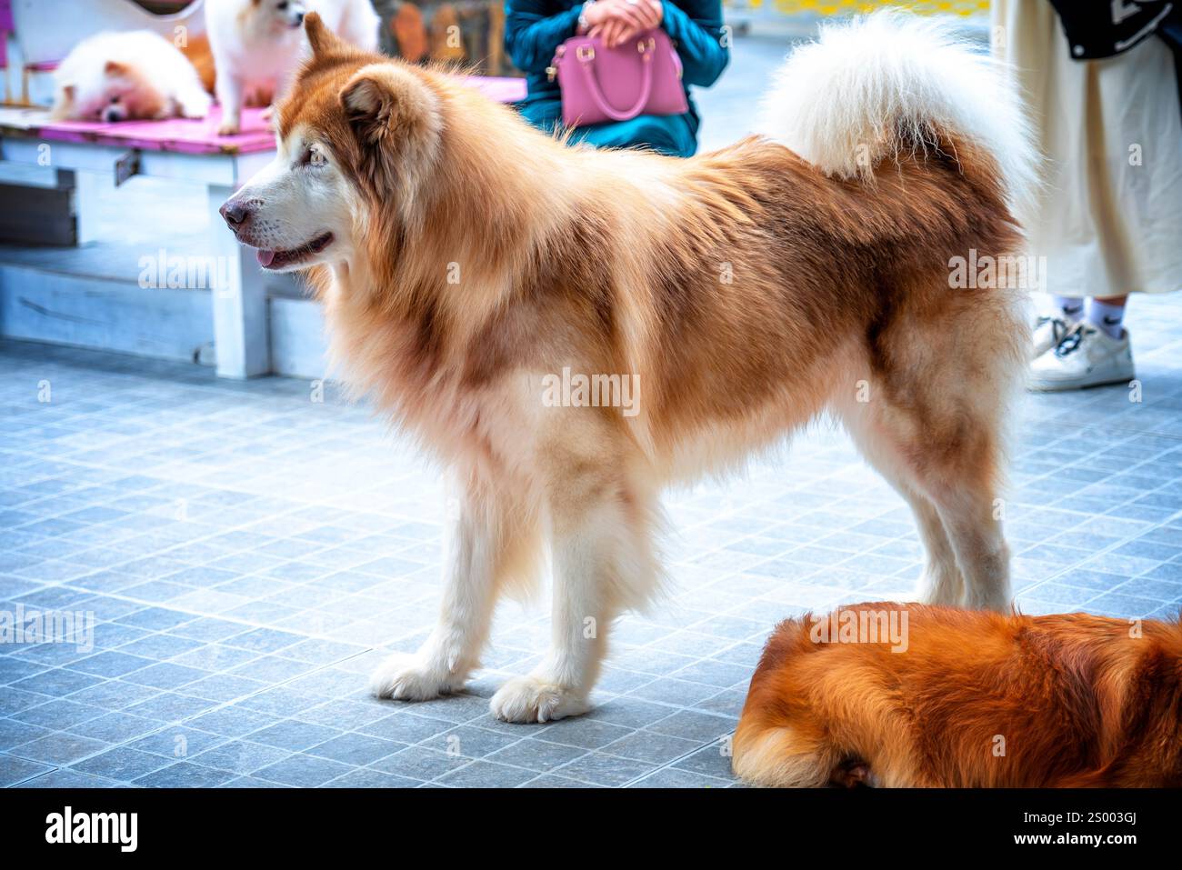 Alaska Malamute dog portrait in domesticated pet. They are very ...