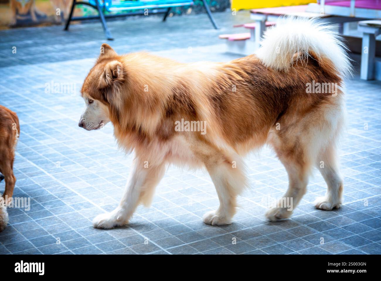 Alaska Malamute dog portrait in domesticated pet. They are very ...