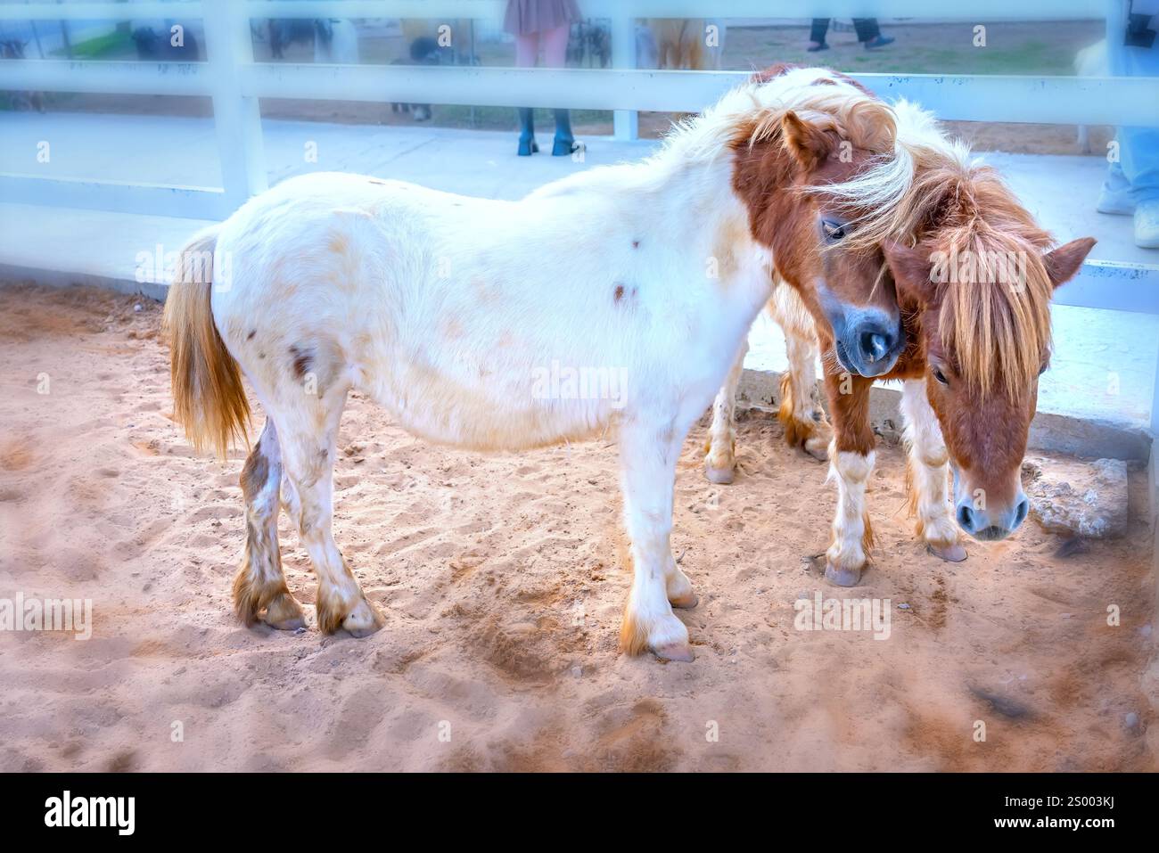 Ponies inside farm enclosure. They live in herds and are pets that help ...