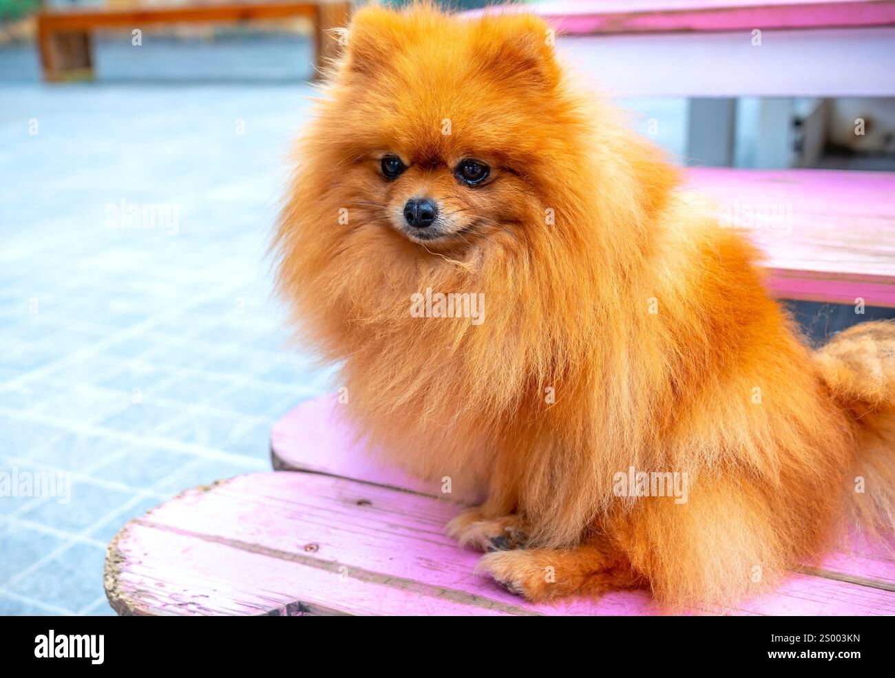 Cute Corgi with impressive fur in the domesticated house. They are very ...