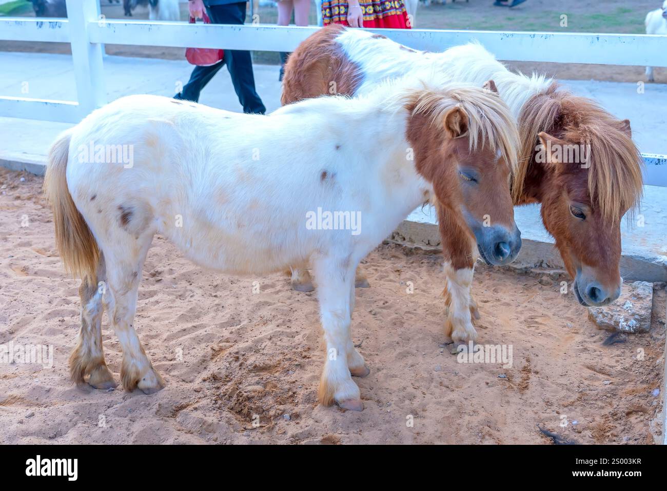 Ponies inside farm enclosure. They live in herds and are pets that help ...