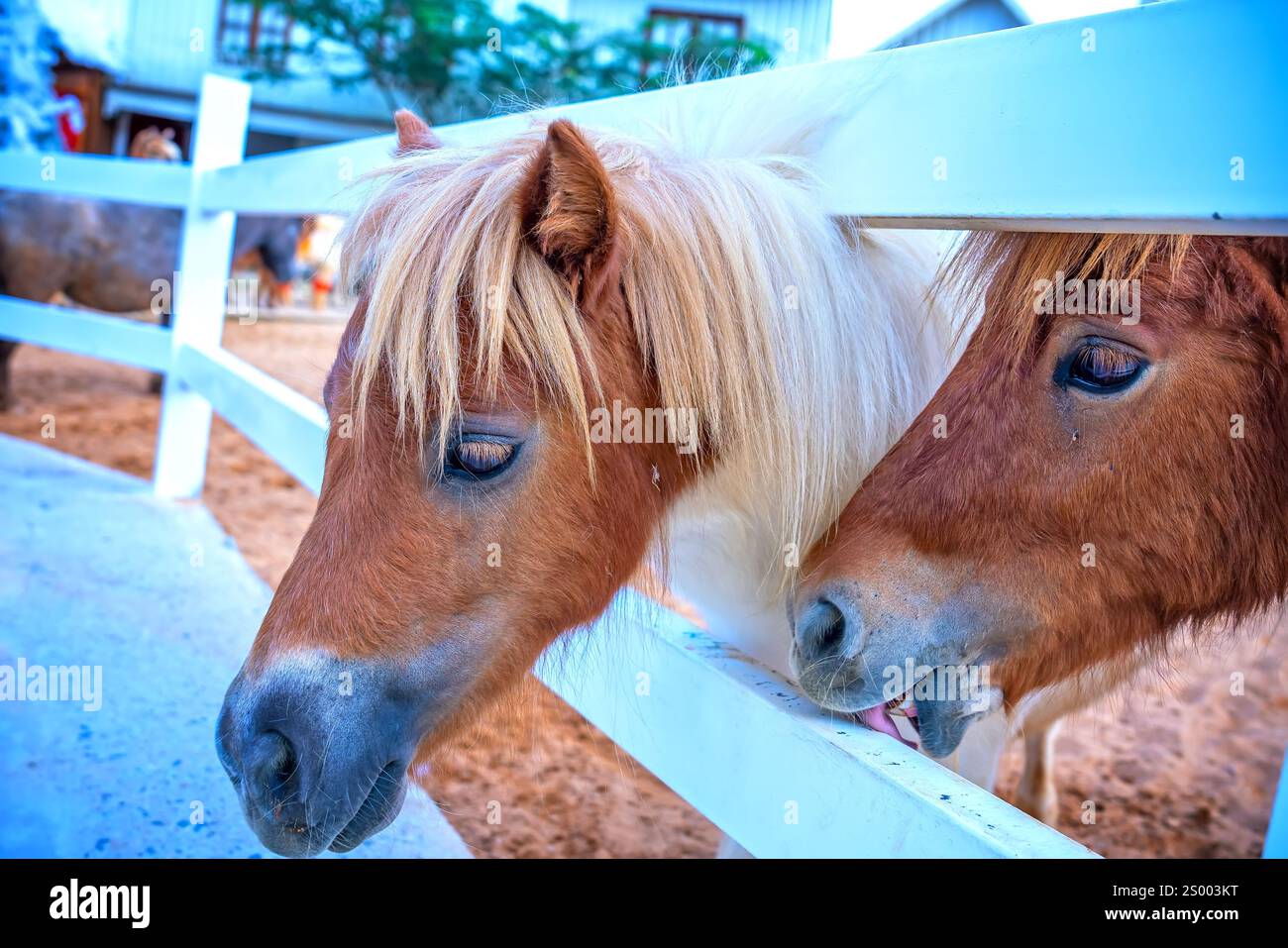 Ponies inside farm enclosure. They live in herds and are pets that help ...
